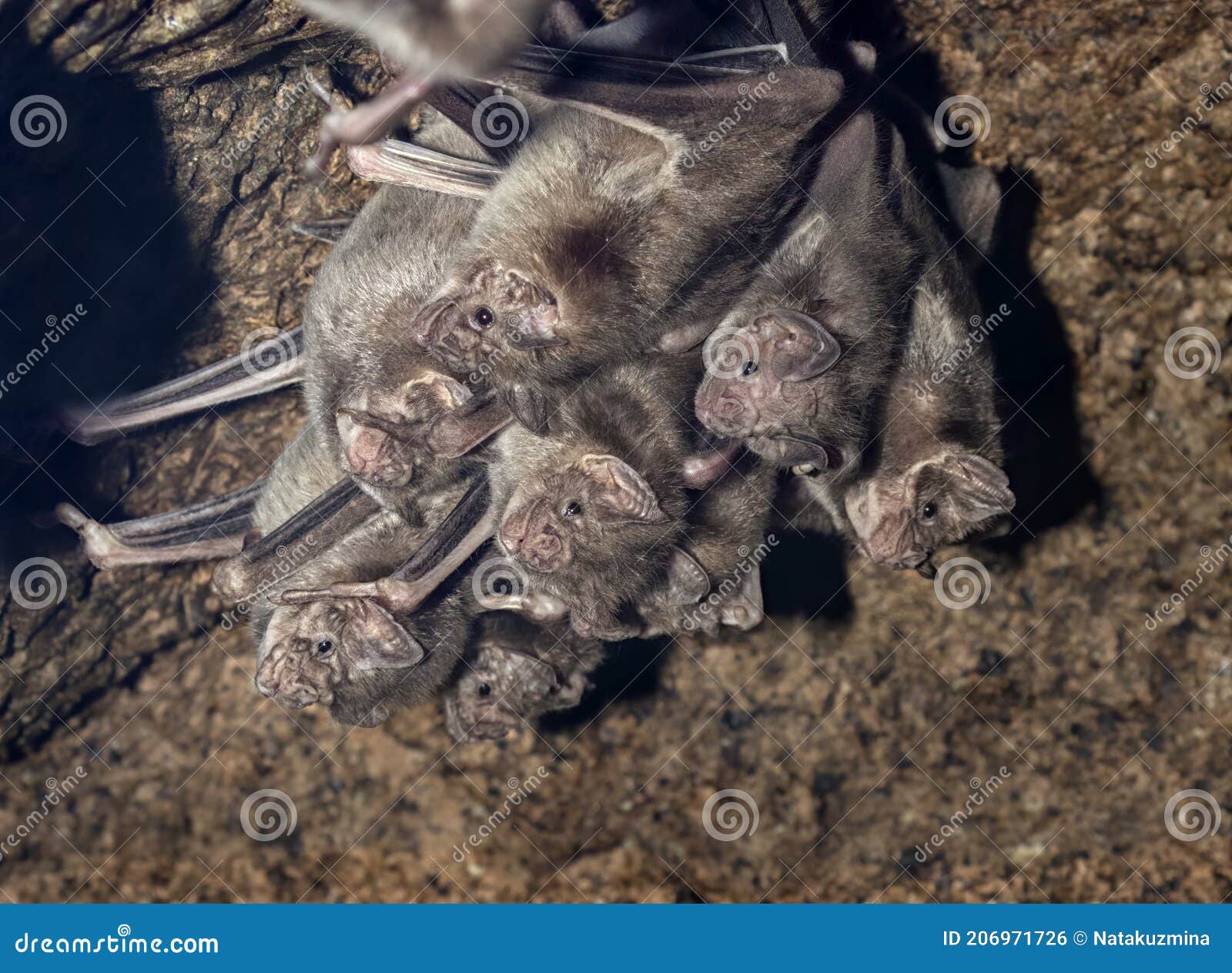 The Colony of Common Vampire Bats, Desmodus Rotundus Stock Photo ...