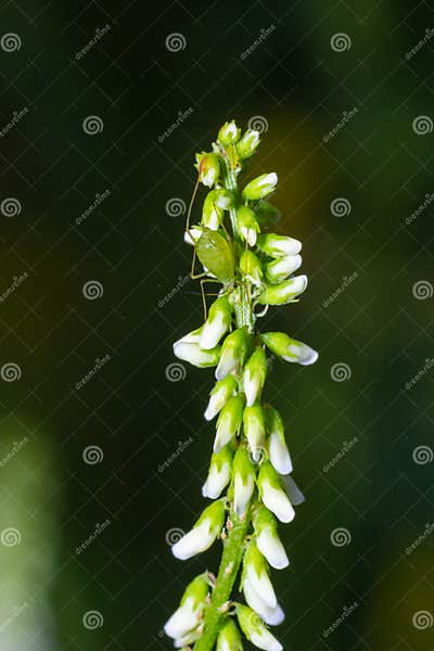 Colony of Cotton Aphid Also Called Melon Aphid and Cotton Aphid Aphis ...