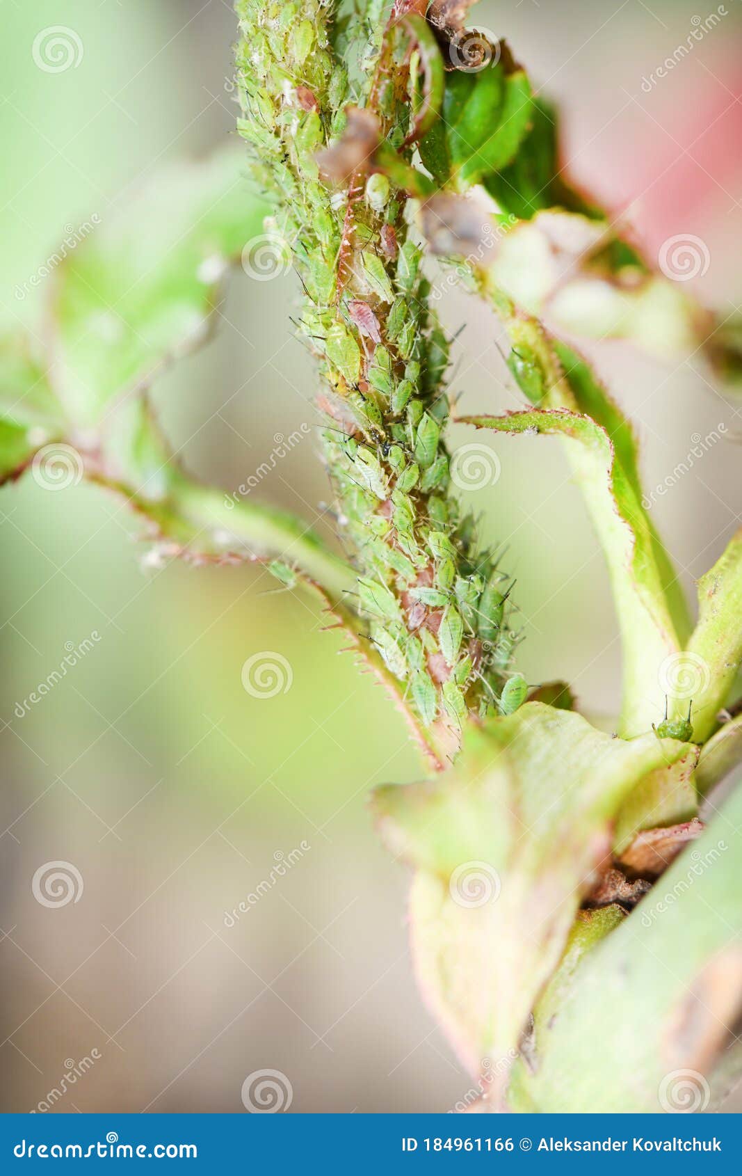 Colony of cotton aphid stock photo. Image of garden - 184961166