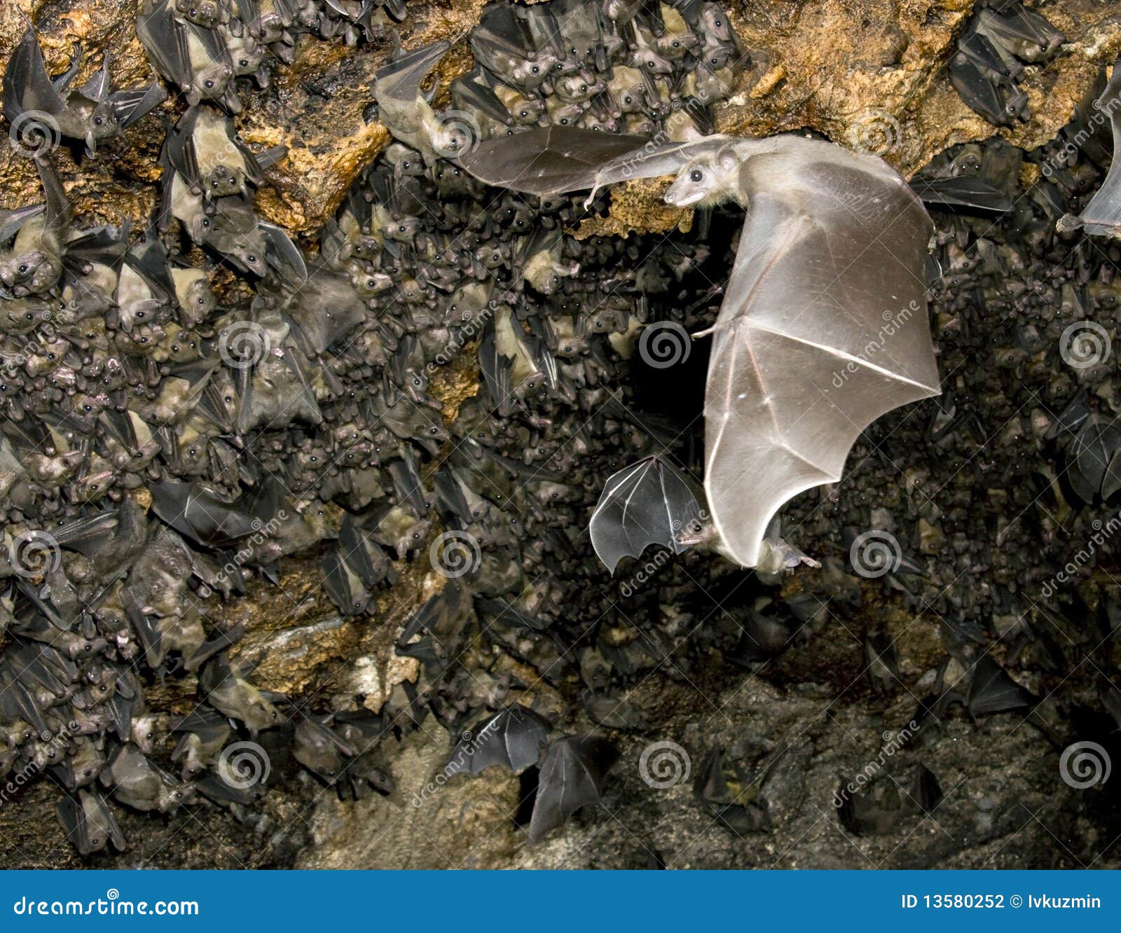A Colony of the Egyptian Fruit Bats. Stock Photo - Image of pteropidae ...