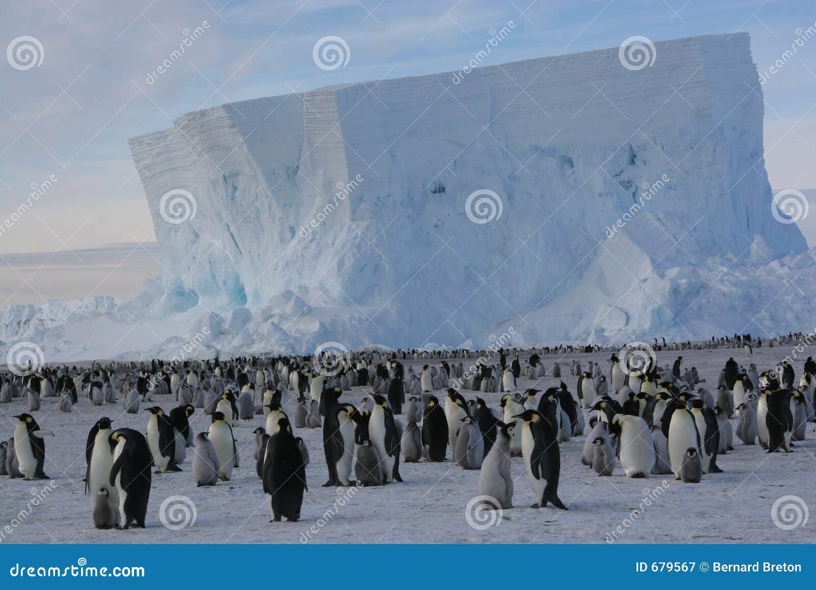 Colony of Emperor penguins stock image. Image of animals - 679567