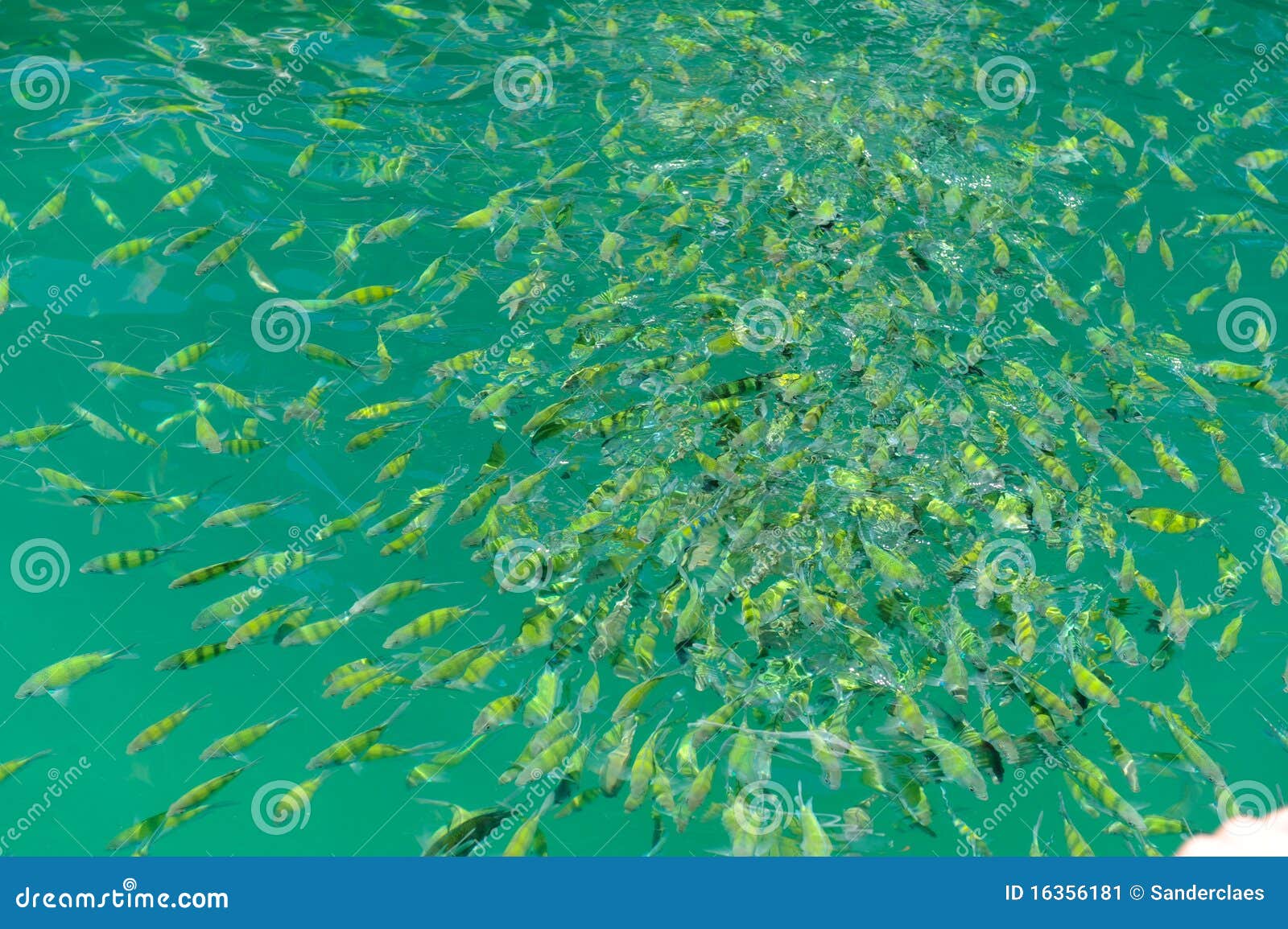 Colony fish stock image. Image of egypt, aquarium, exotic - 16356181
