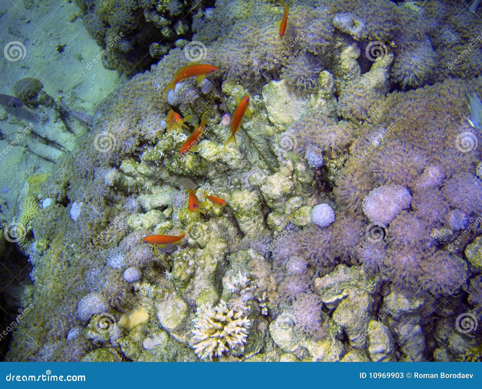 Colony of fishes. stock image. Image of life, color, exotic - 10969903