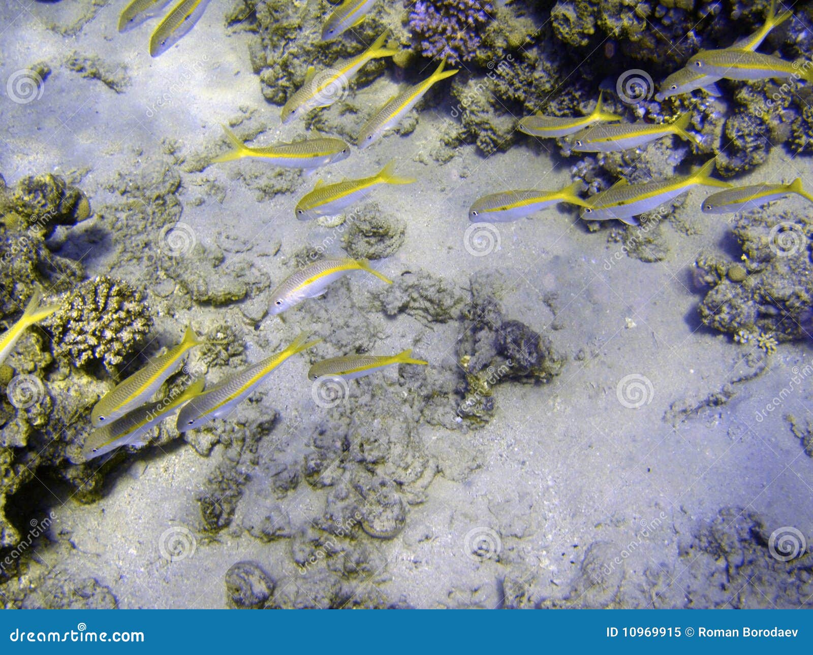 Colony of fishes. stock image. Image of dive, africa - 10969915