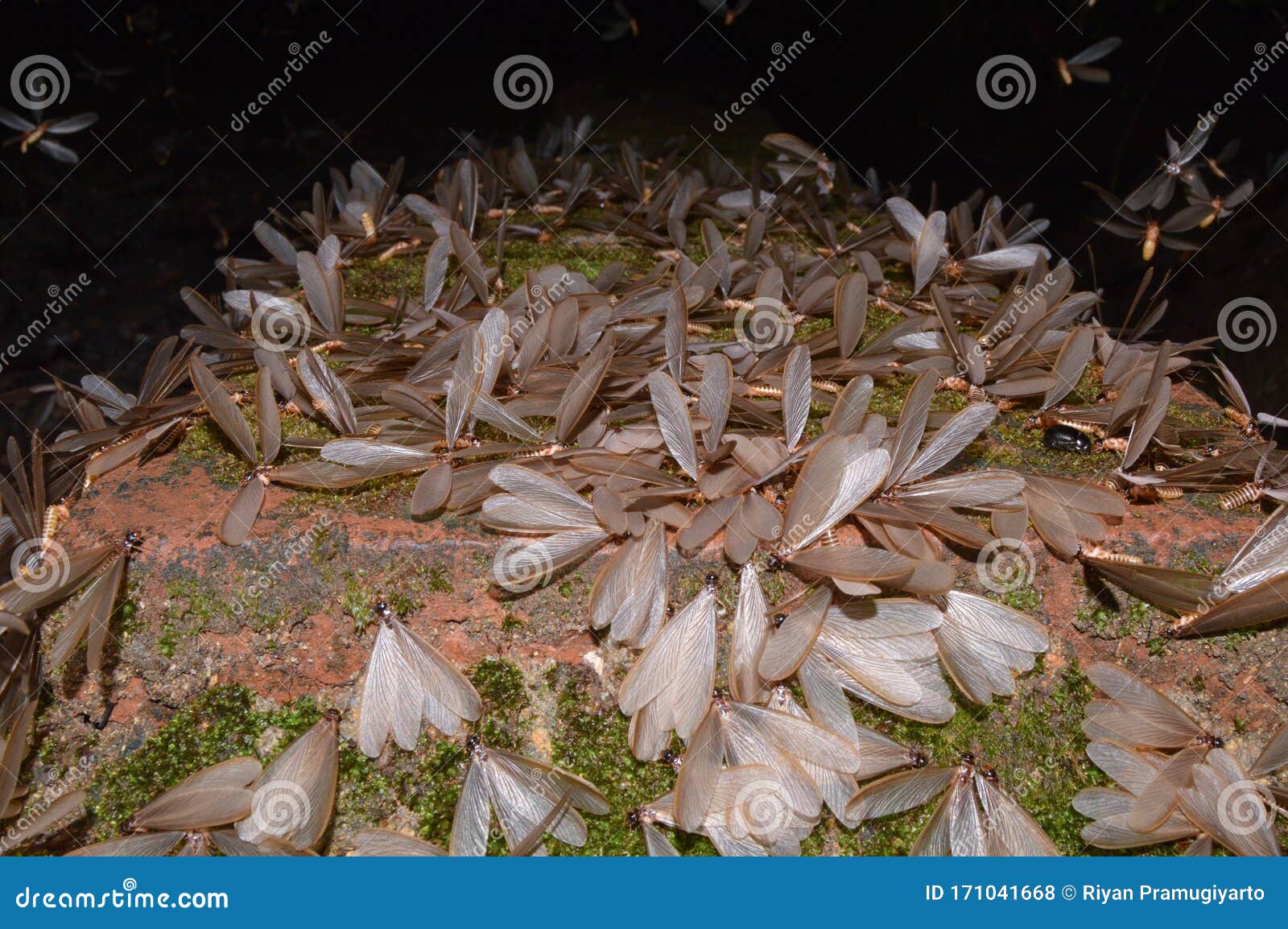 Flying Termite in the Night Stock Photo - Image of hewan, dark: 171041668