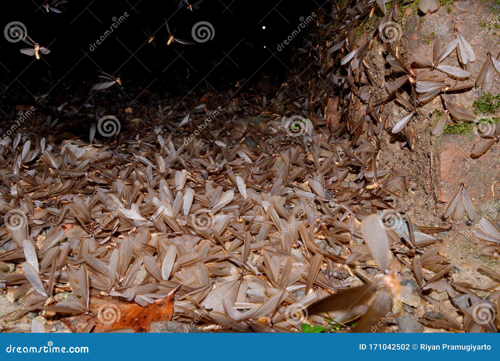Flying Termite in the Night Stock Photo - Image of environment ...