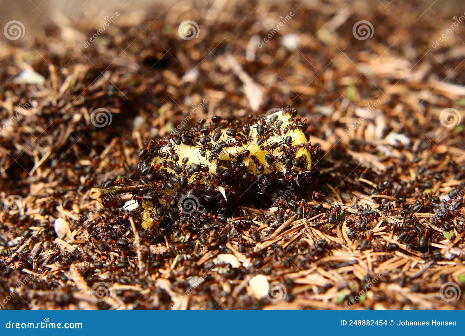 Colony of Forest Ants Eating an Apple Core Stock Photo - Image of pest ...