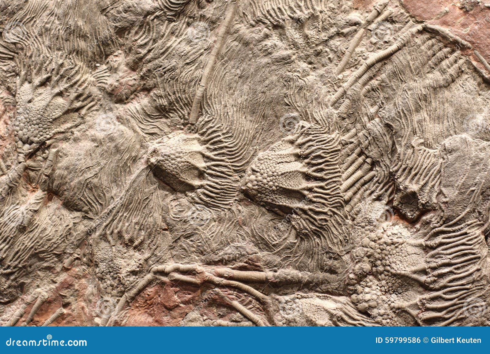 Fossils Stock Image | CartoonDealer.com #46461187