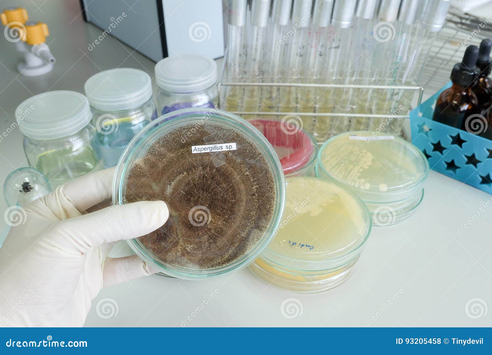 Colony of fungi stock photo. Image of grow, biotechnology - 93205458