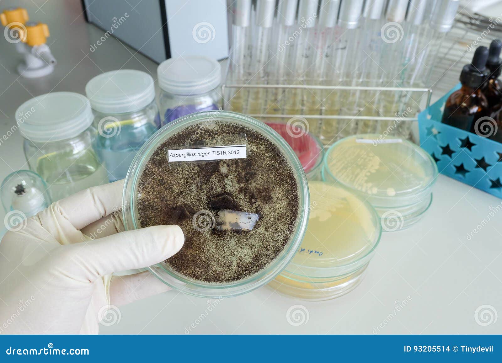 Colony of fungi stock photo. Image of bacteria, grow - 93205514