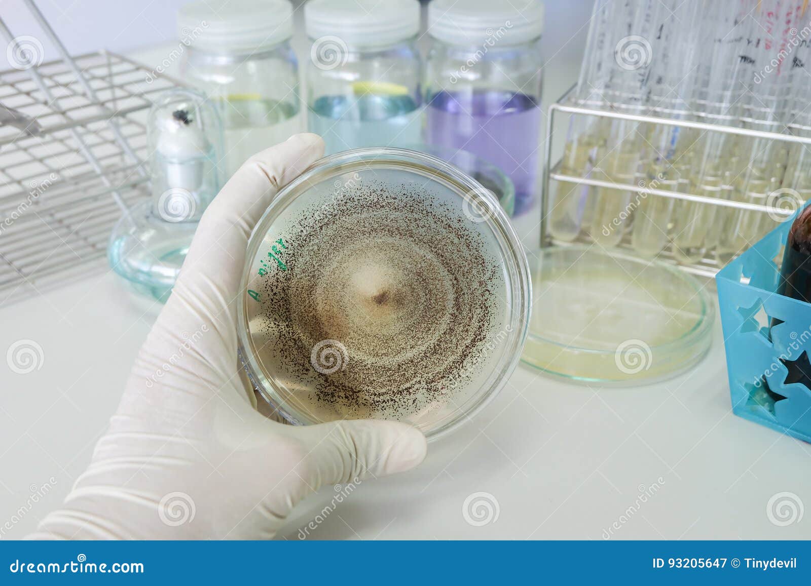 Colony of fungi stock image. Image of laboratory, experimental - 93205647