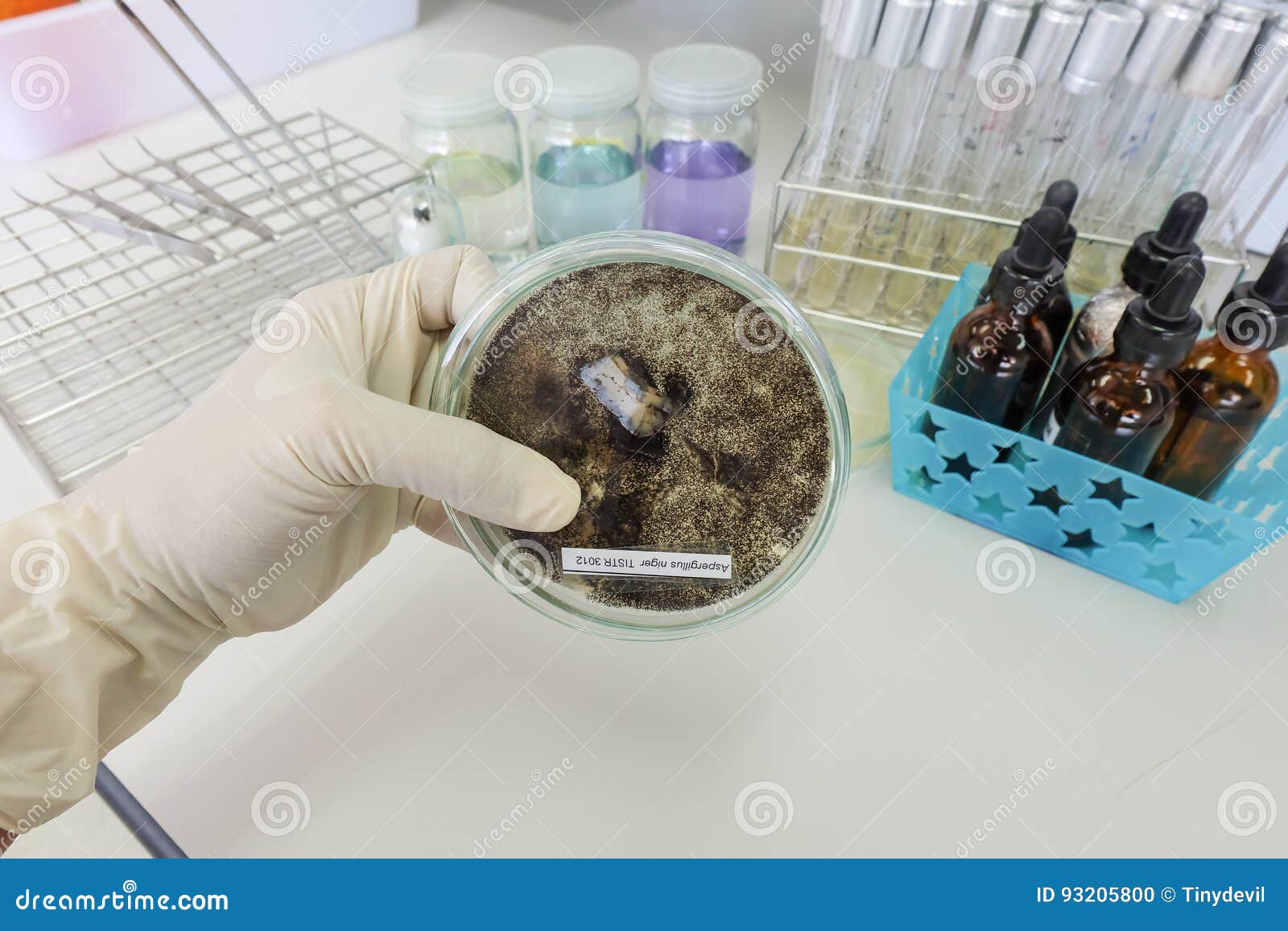 Colony of fungi stock photo. Image of laboratory, experiment - 93205800