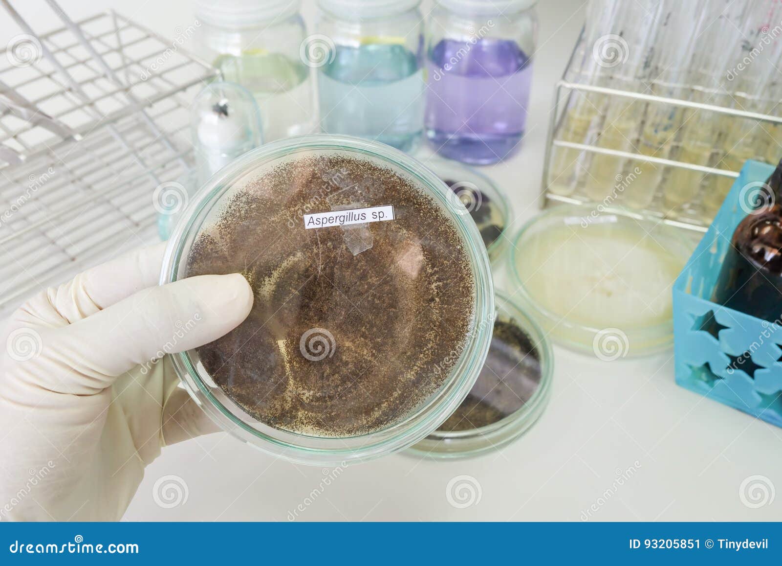 Colony of fungi stock image. Image of biology, bacterial - 93205851