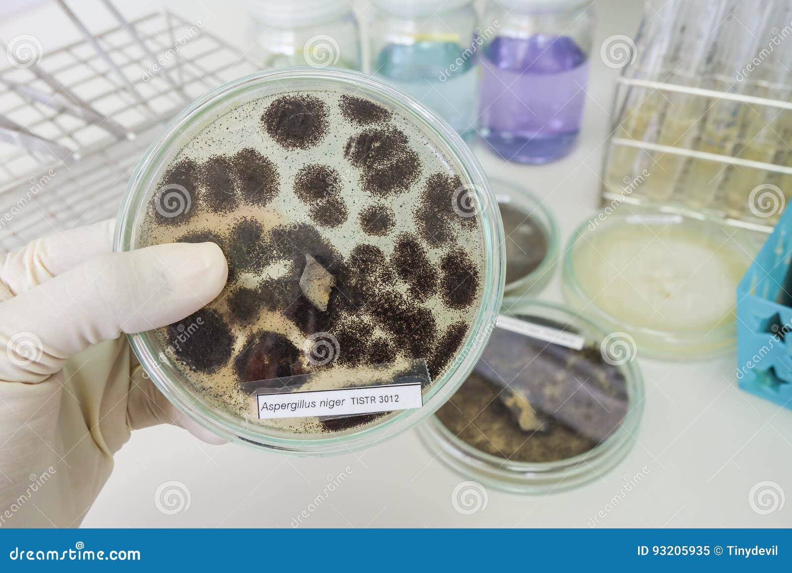 Colony of fungi stock image. Image of biotechnology, laboratory - 93205935