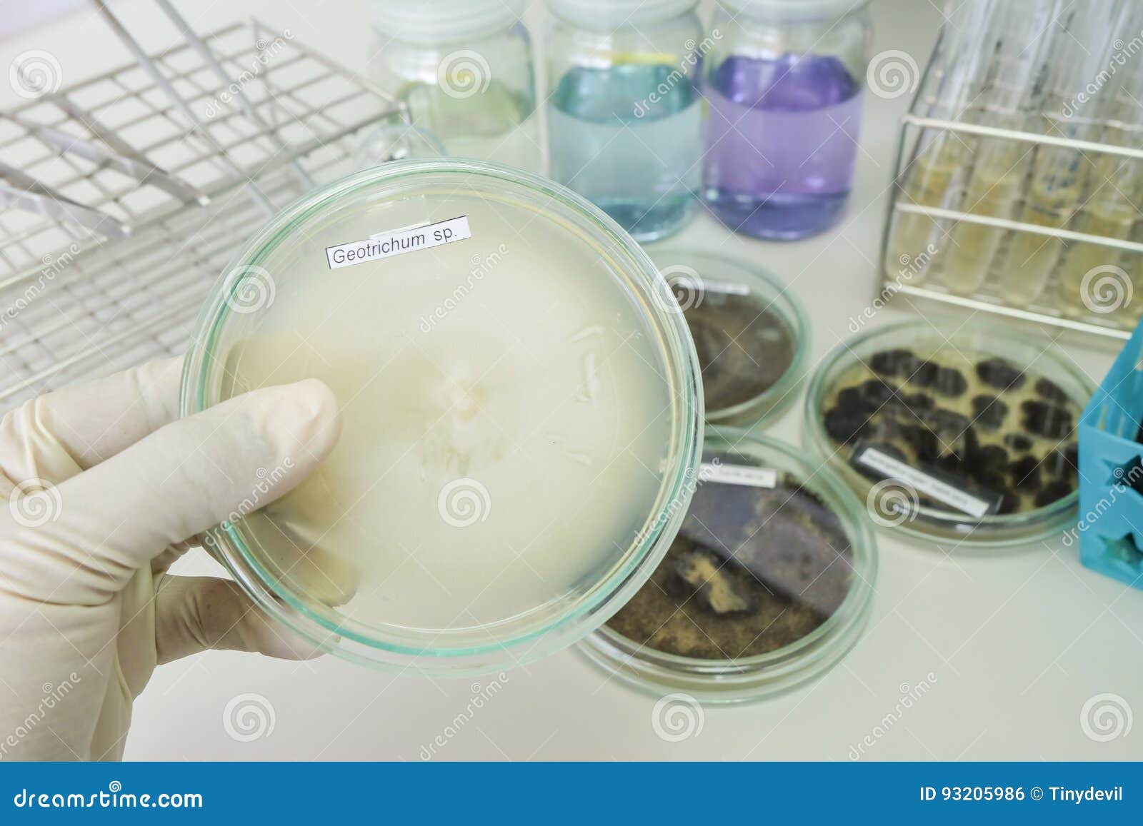 Colony of fungi stock photo. Image of experiment, experimental - 93205986