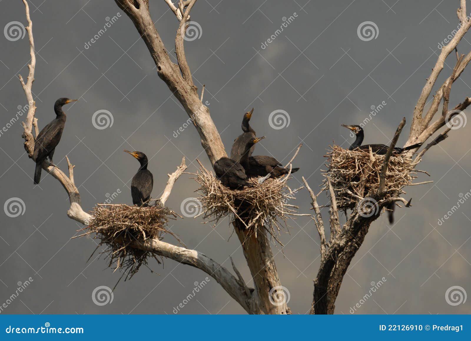 Colony of great cormorants stock photo. Image of great - 22126910