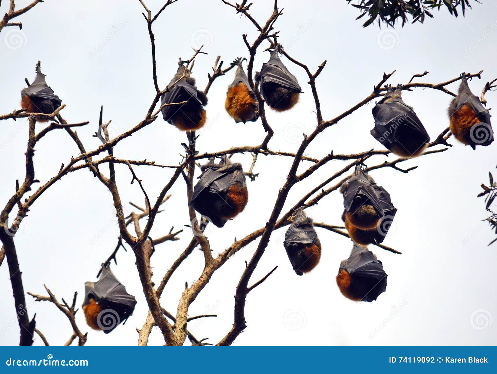 Bat Colony Royalty-Free Stock Photo | CartoonDealer.com #61601997