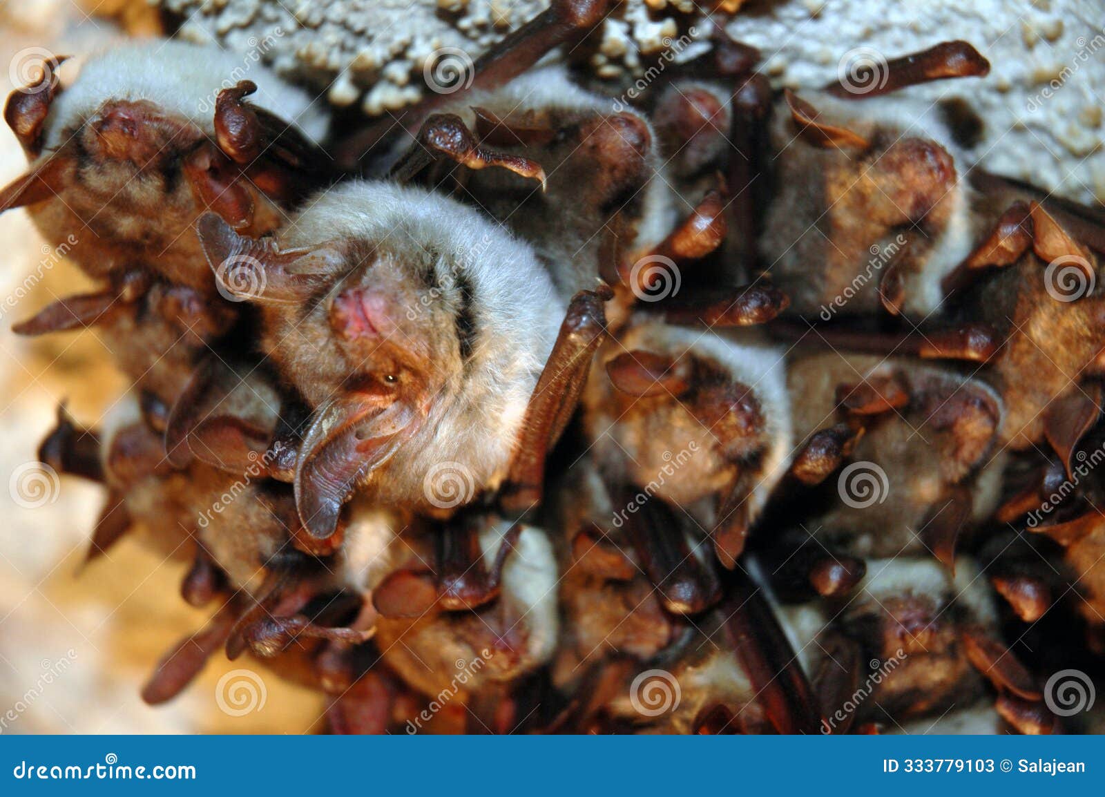 Colony of Hanging Bats in a Cave. these Fllying Mammals are Using ...