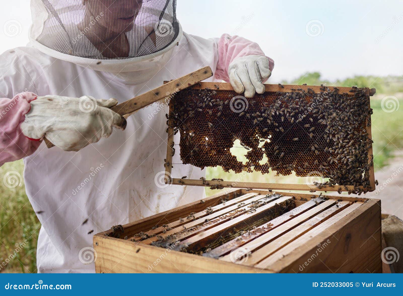 When a Colony is Healthy, it Does Magical Things. a Beekeeper Opening a ...