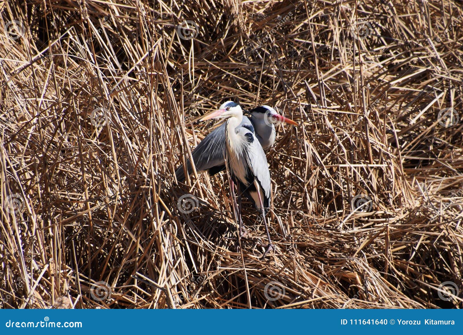 Colony of herons stock photo. Image of nest, group, flock - 111641640