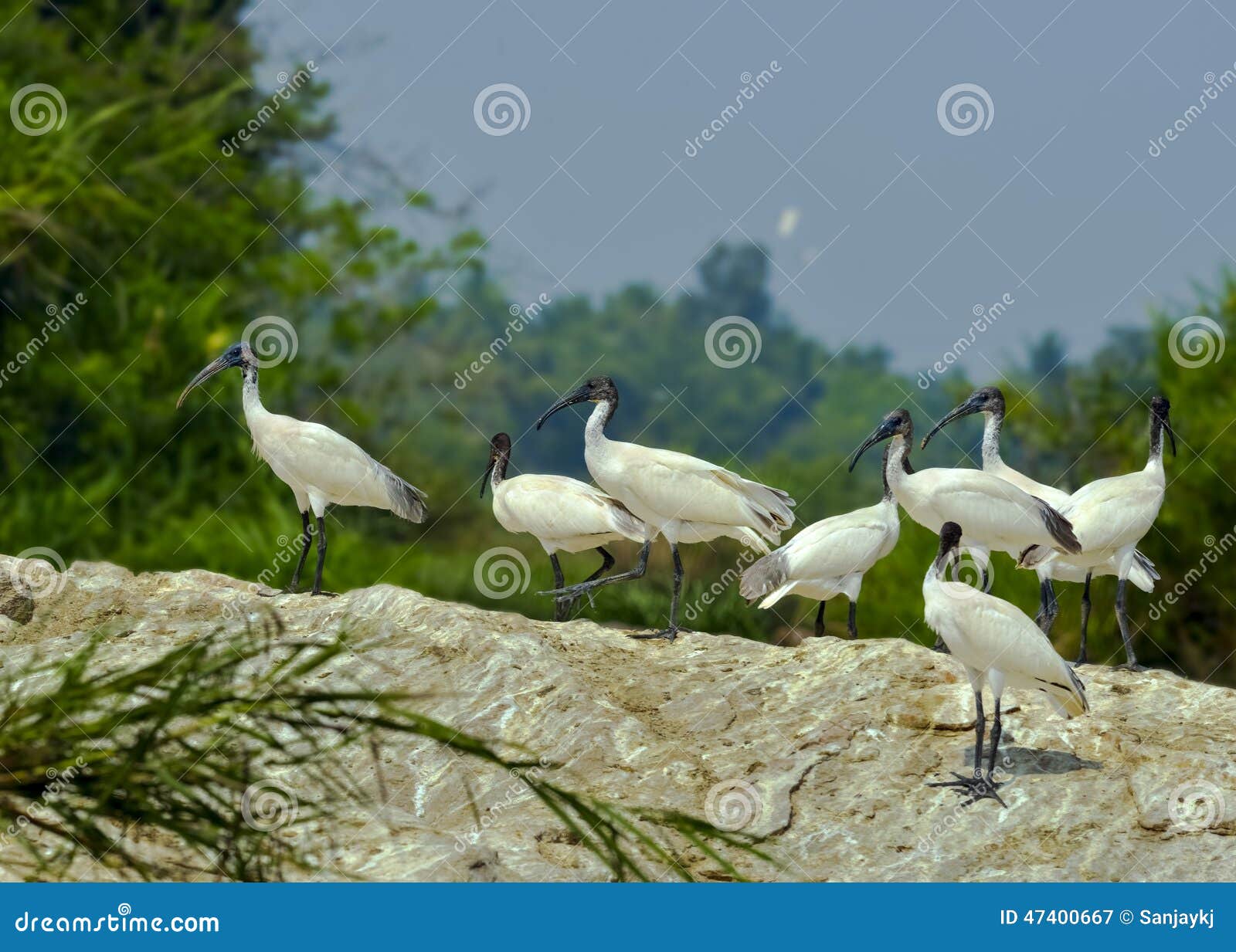 Colony of ibis stock image. Image of looking, trip, leadership - 47400667