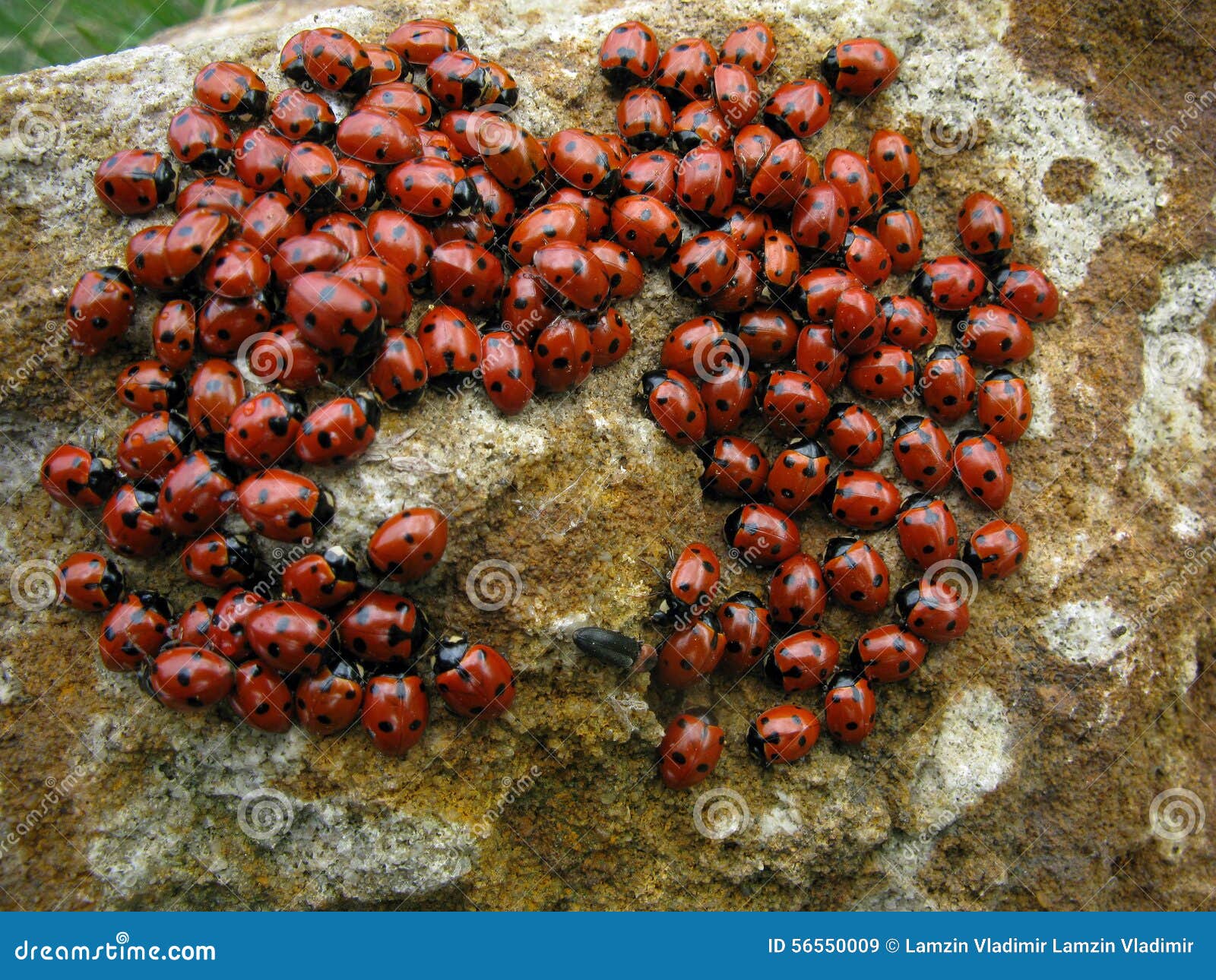 Colony insects ladybug stock image. Image of arthrods - 56550009