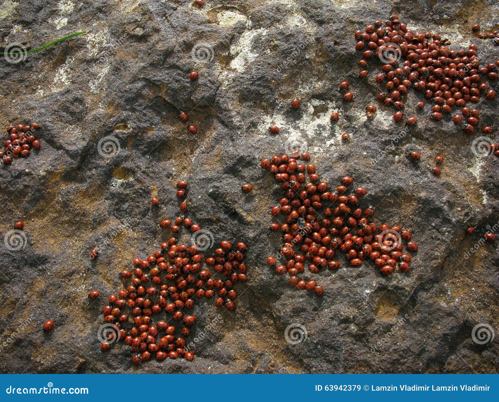 Colony insects ladybug stock image. Image of animals - 63942379