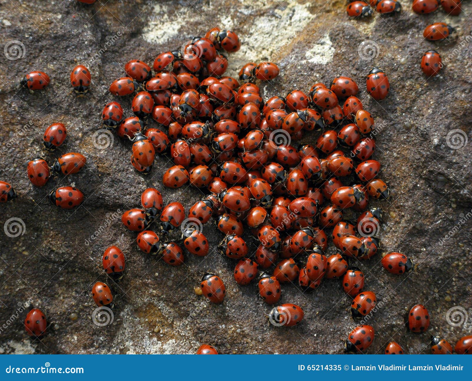 Colony insects ladybug stock image. Image of cluster - 65214335
