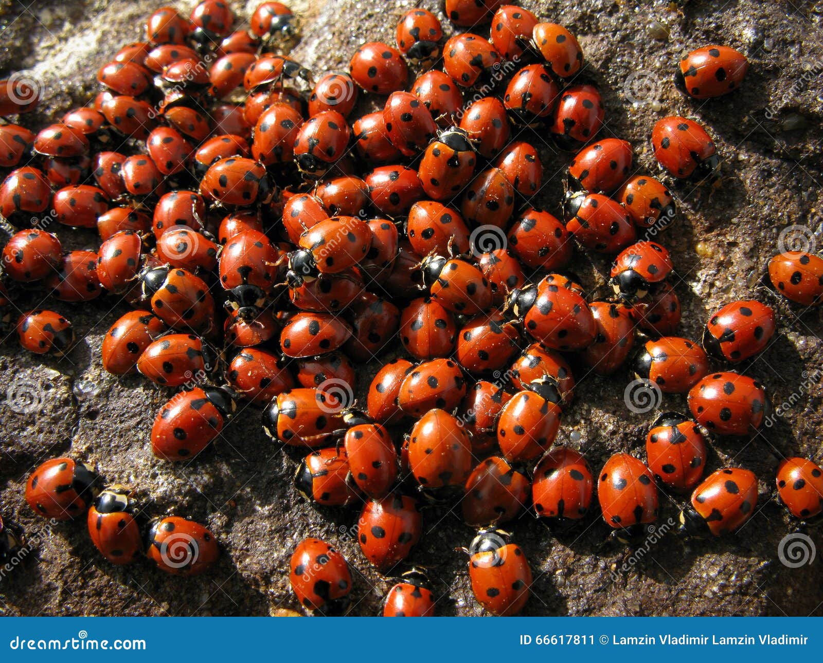 Colony insects ladybug stock image. Image of stone, black - 66617811