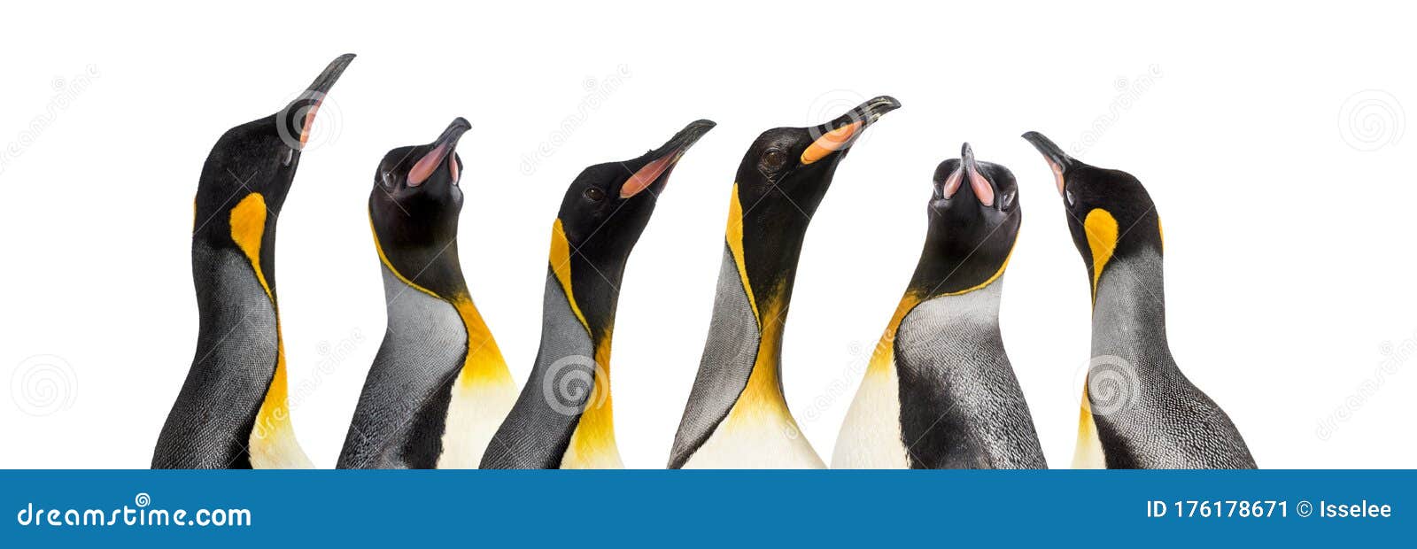 Colony of King Penguins in a Row, Isolated Stock Image - Image of ...