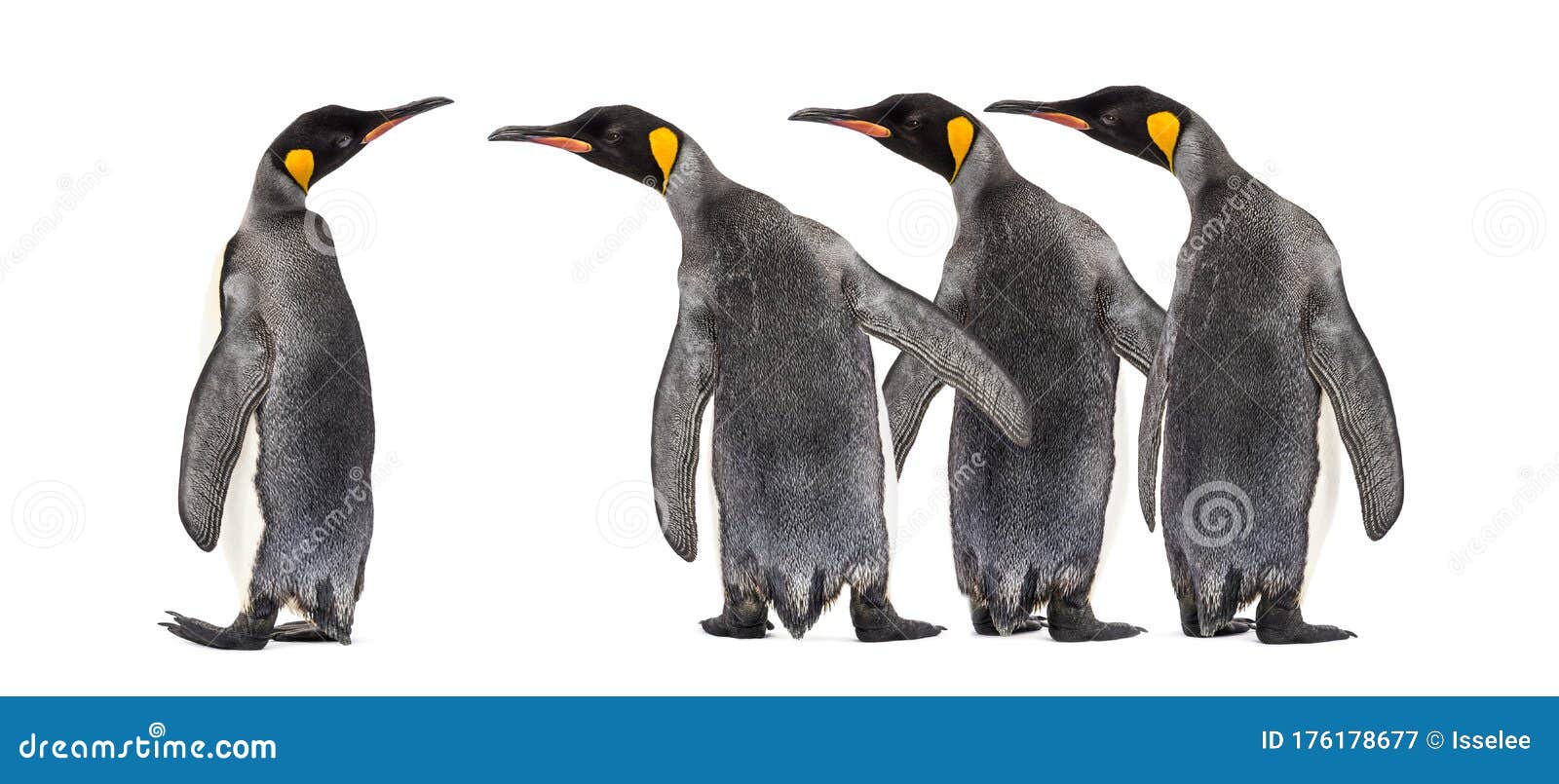 Colony of King Penguins in a Row, Isolated Stock Image - Image of group ...
