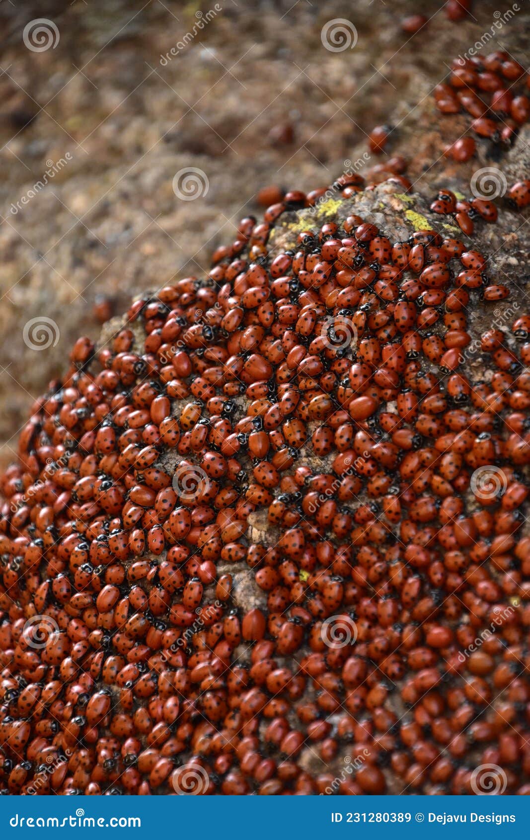 Colony of Lady Bugs Crawling on a Large Rock Stock Image - Image of ...