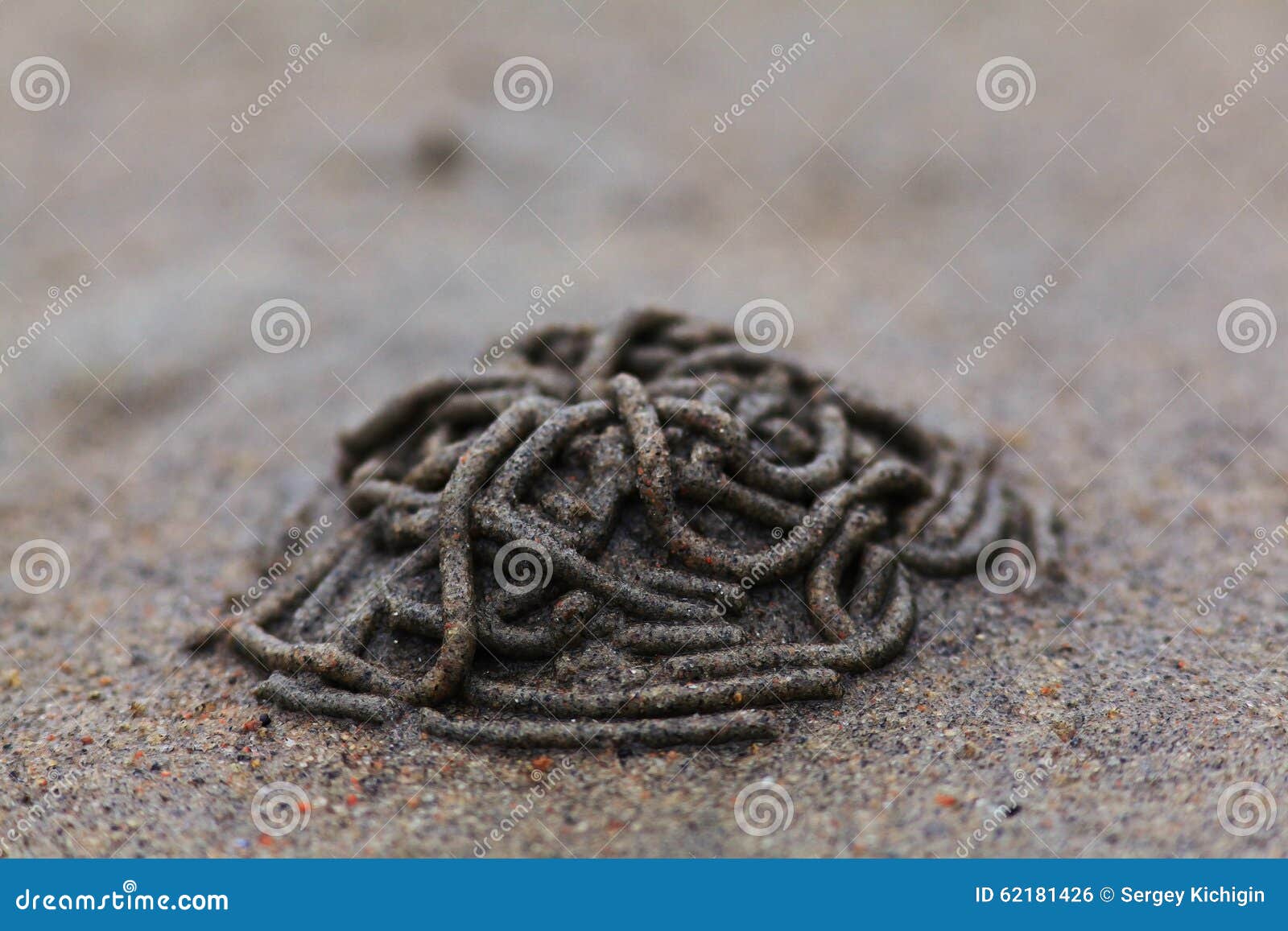 Colony lobworm stock photo. Image of attachment, nature - 62181426