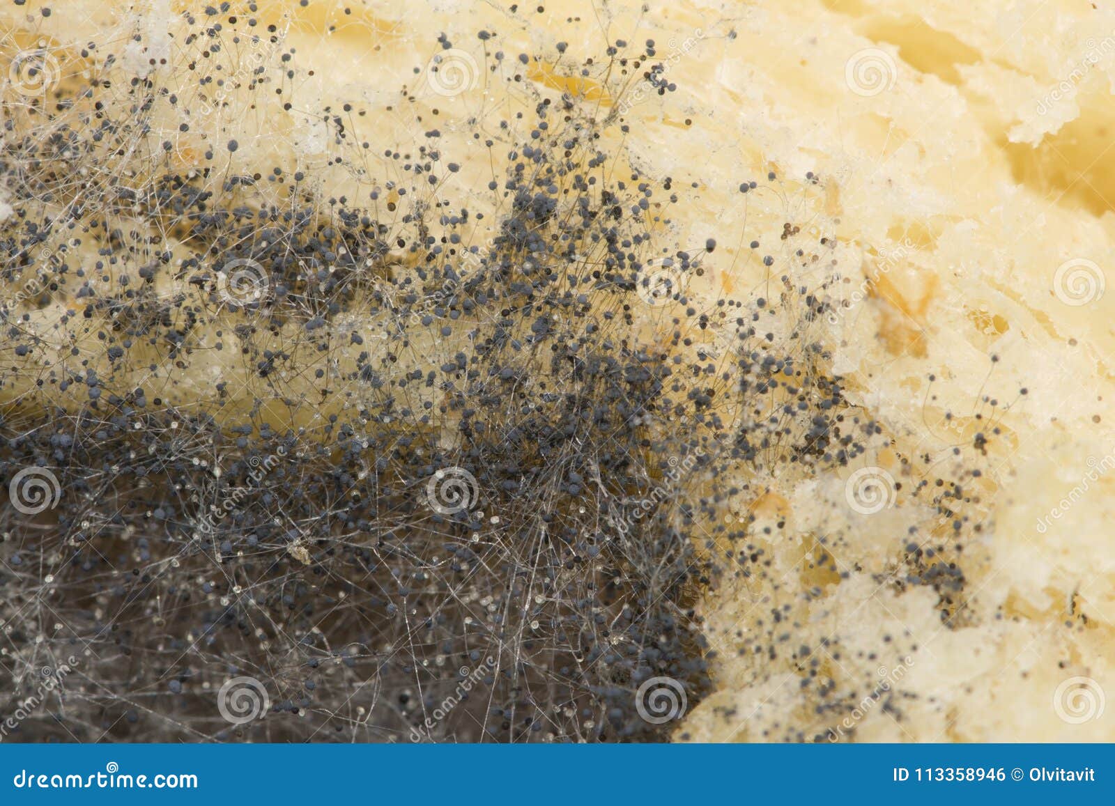 Colony of mildew on bread stock photo. Image of microscope - 113358946