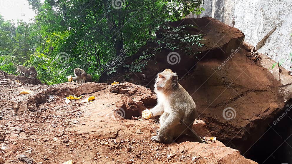 A Colony of Monkeys in Nature Forest Stock Image - Image of blue ...