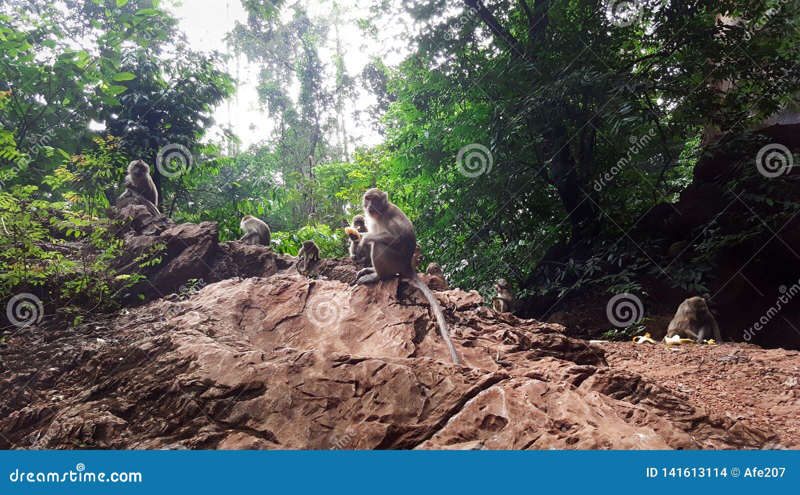 A Colony of Monkeys in Nature Forest Stock Photo - Image of animal ...