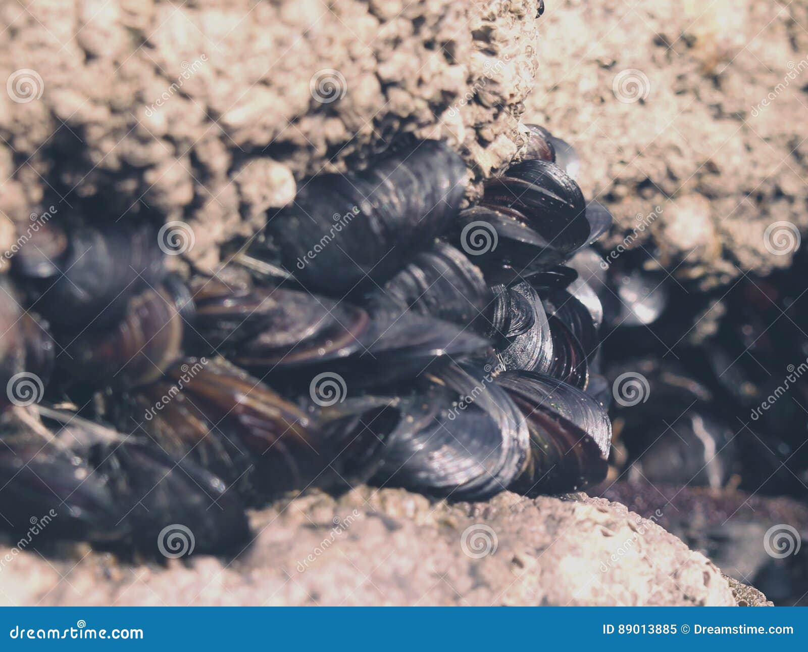 A colony of mussels stock image. Image of rock, asturias - 89013885