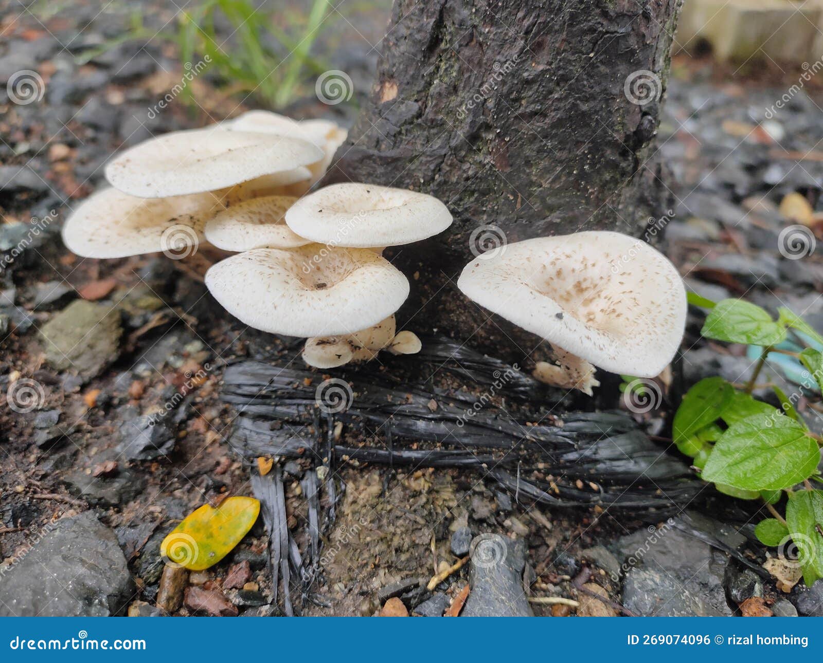 The Colony of Mutualism Symbol Life Stock Photo - Image of mushroom ...