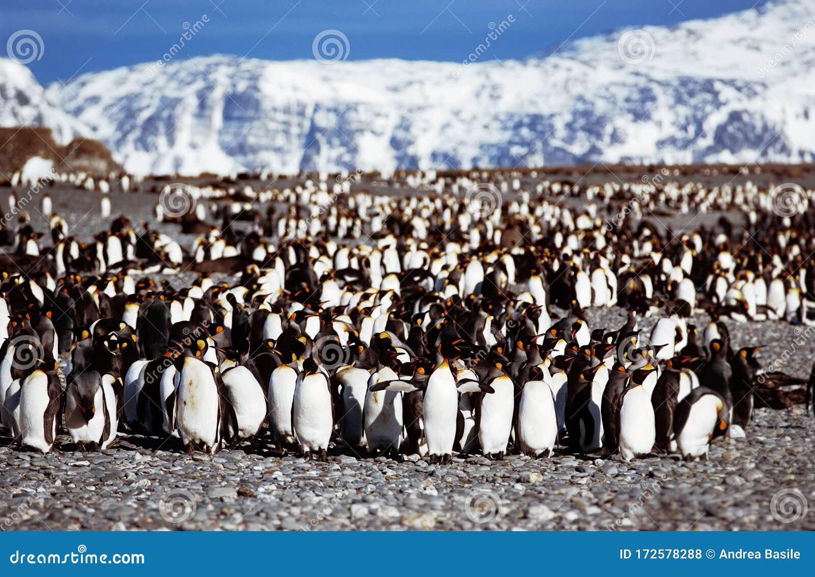 Penguins in South Pole stock photo. Image of rocks, rock - 172578288