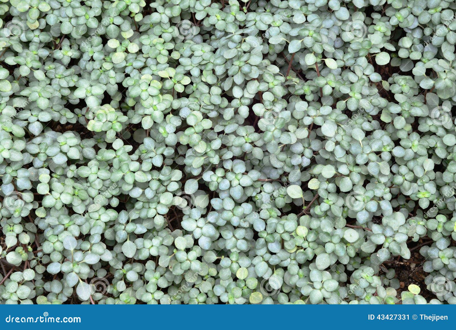 109 Baby Pilea Stock Photos - Free & Royalty-Free Stock Photos from ...