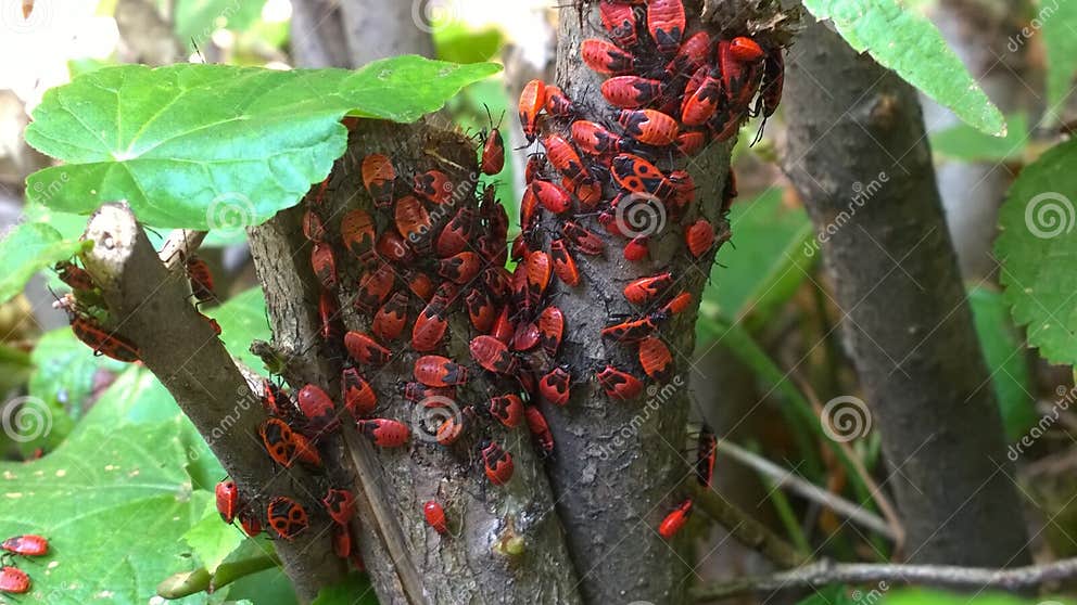 Colony of Red Beetles on a Tree Branch in the Forest Stock Photo ...