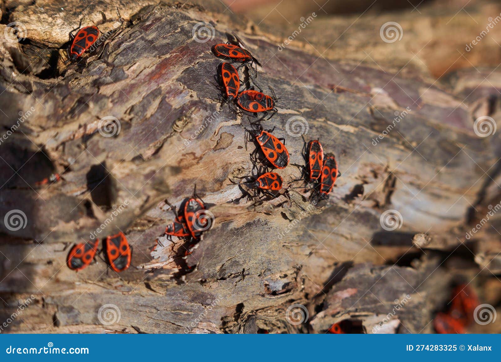 Colony of Red Black Spotted Bugs Stock Image - Image of closeup, spot ...