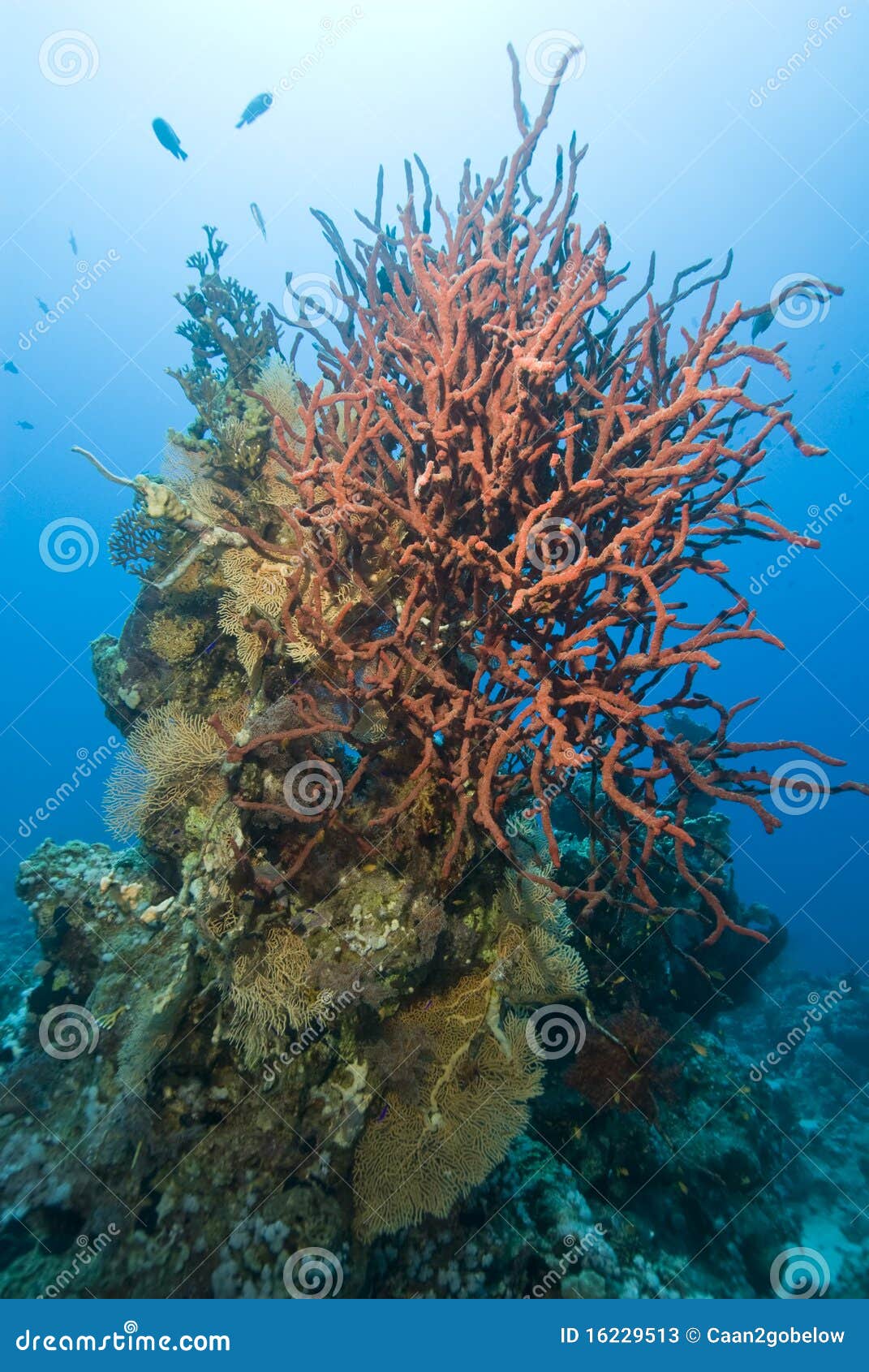 Colony of Red Iodine Finger Sponge. Stock Image - Image of travel ...