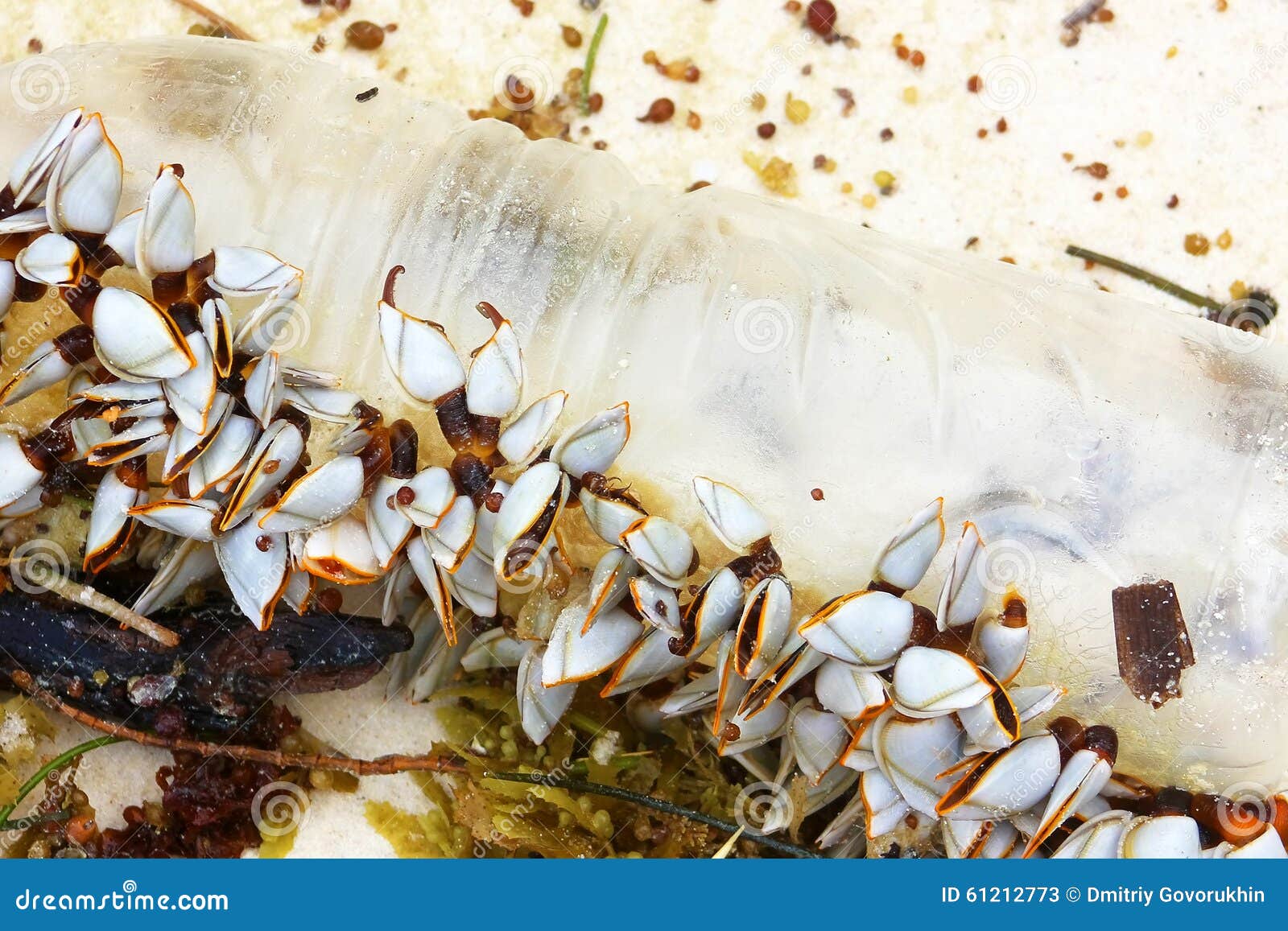 Colony of Sea Shells on a Plastic Bottle. Seychelles Stock Image ...