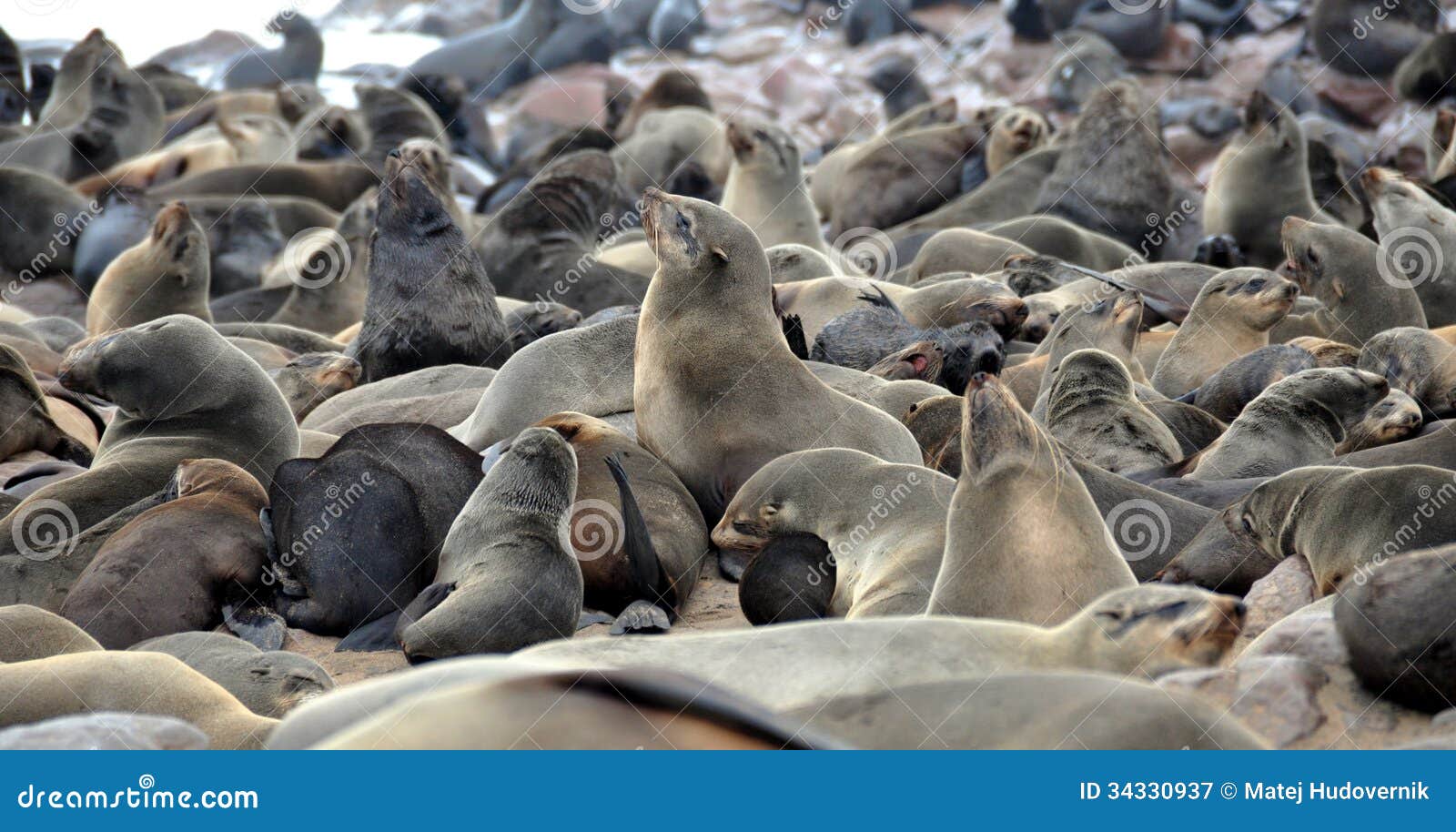 Colony of Seals on Cape Cross Stock Image - Image of carnivore, mammals ...