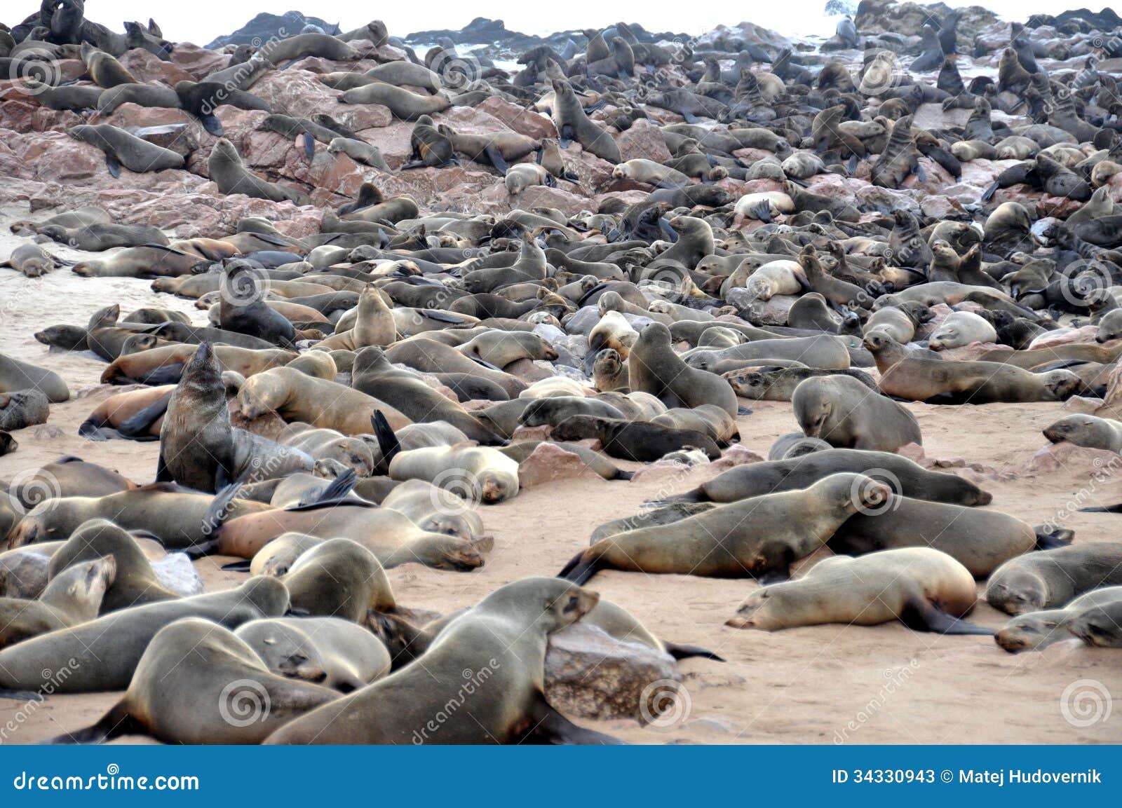 Colony of Seals on Cape Cross Stock Image - Image of wildlife ...