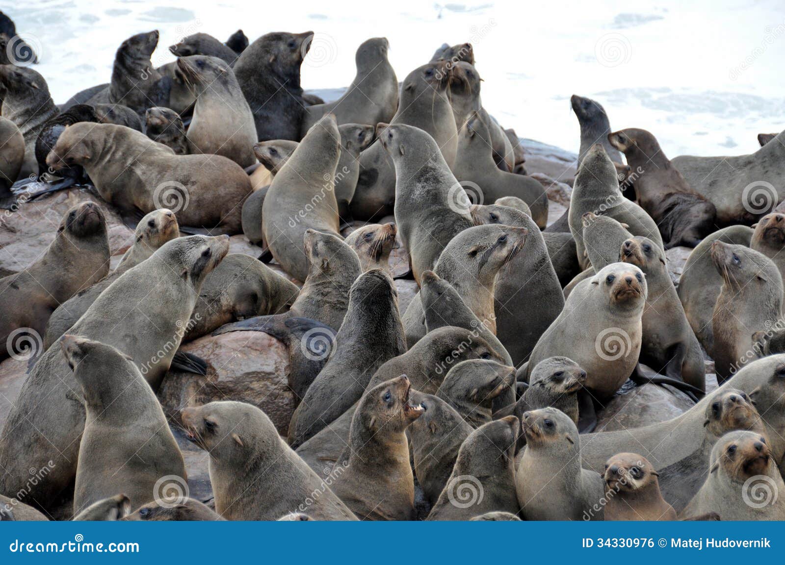 Colony of Seals on Cape Cross Stock Photo - Image of cross, africa ...