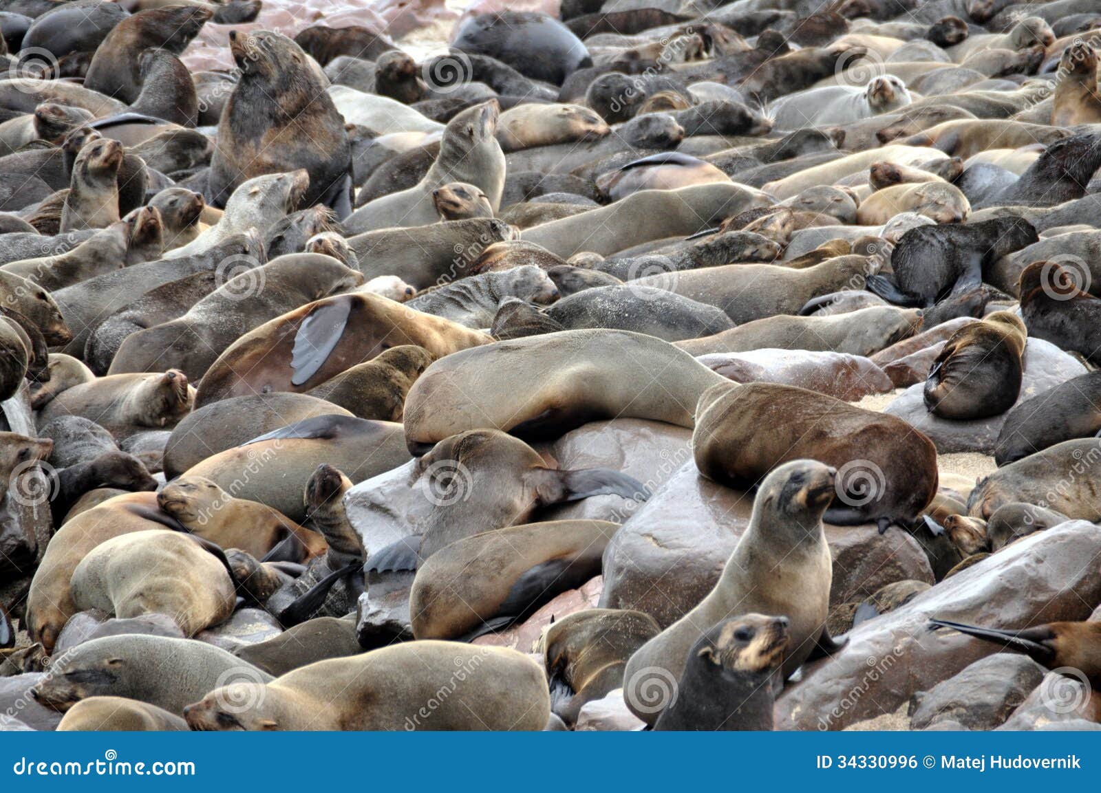 Colony of Seals on Cape Cross Stock Photo - Image of nursing, atlantic ...