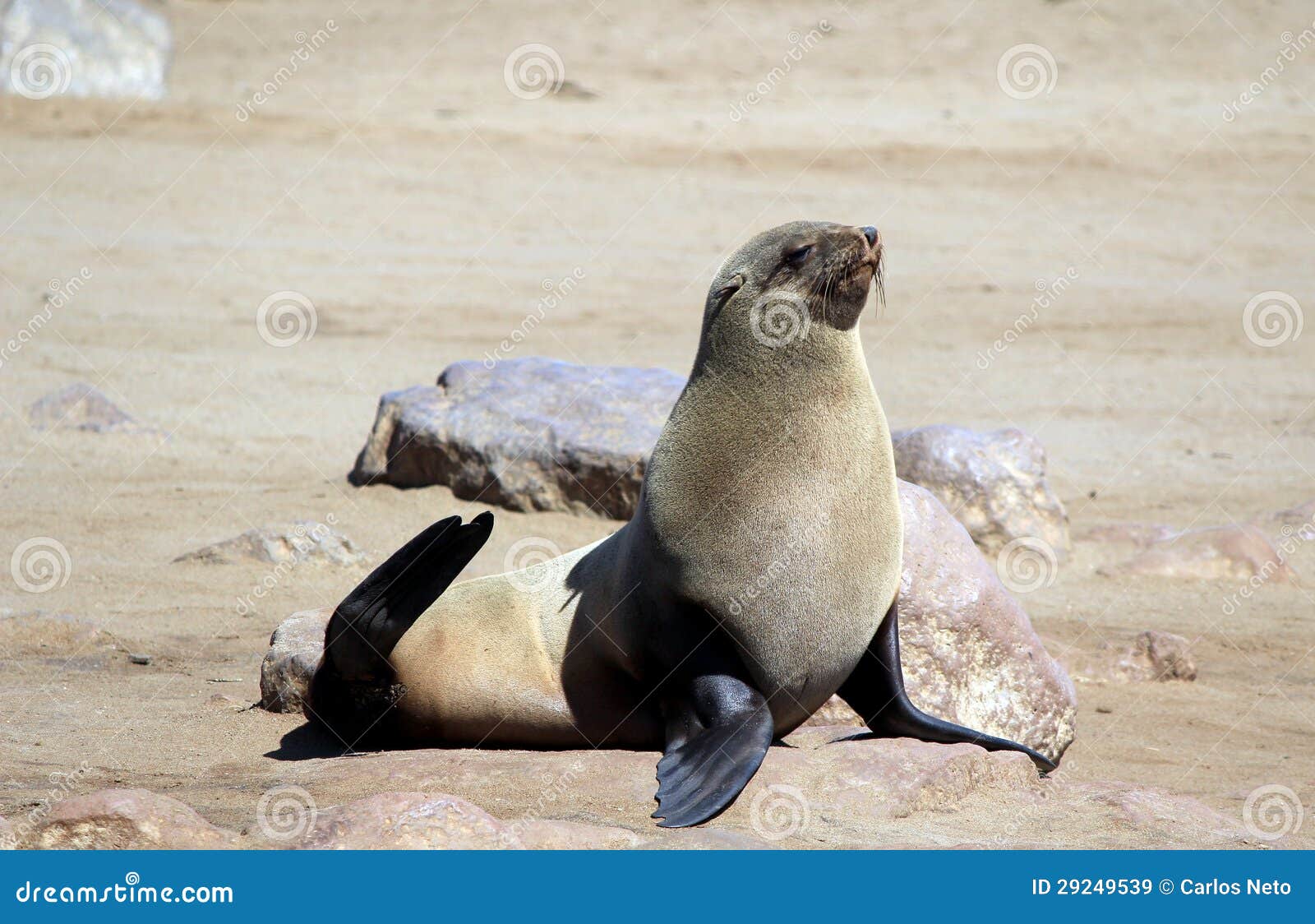 Colony of Seals at Cape Cross Reserve, Atlantic Ocean Coast Stock Image ...