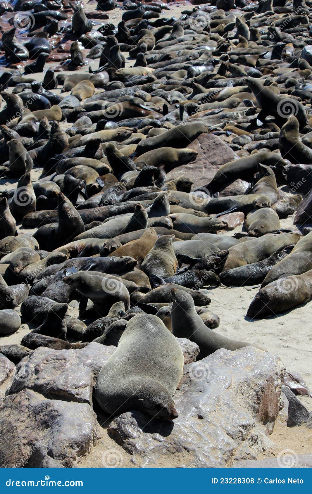 Colony of Seals at Cape Cross Reserve, Namibia Stock Photo - Image of ...